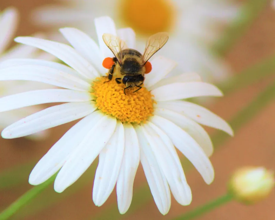 Home - Plant-Insect Interaction