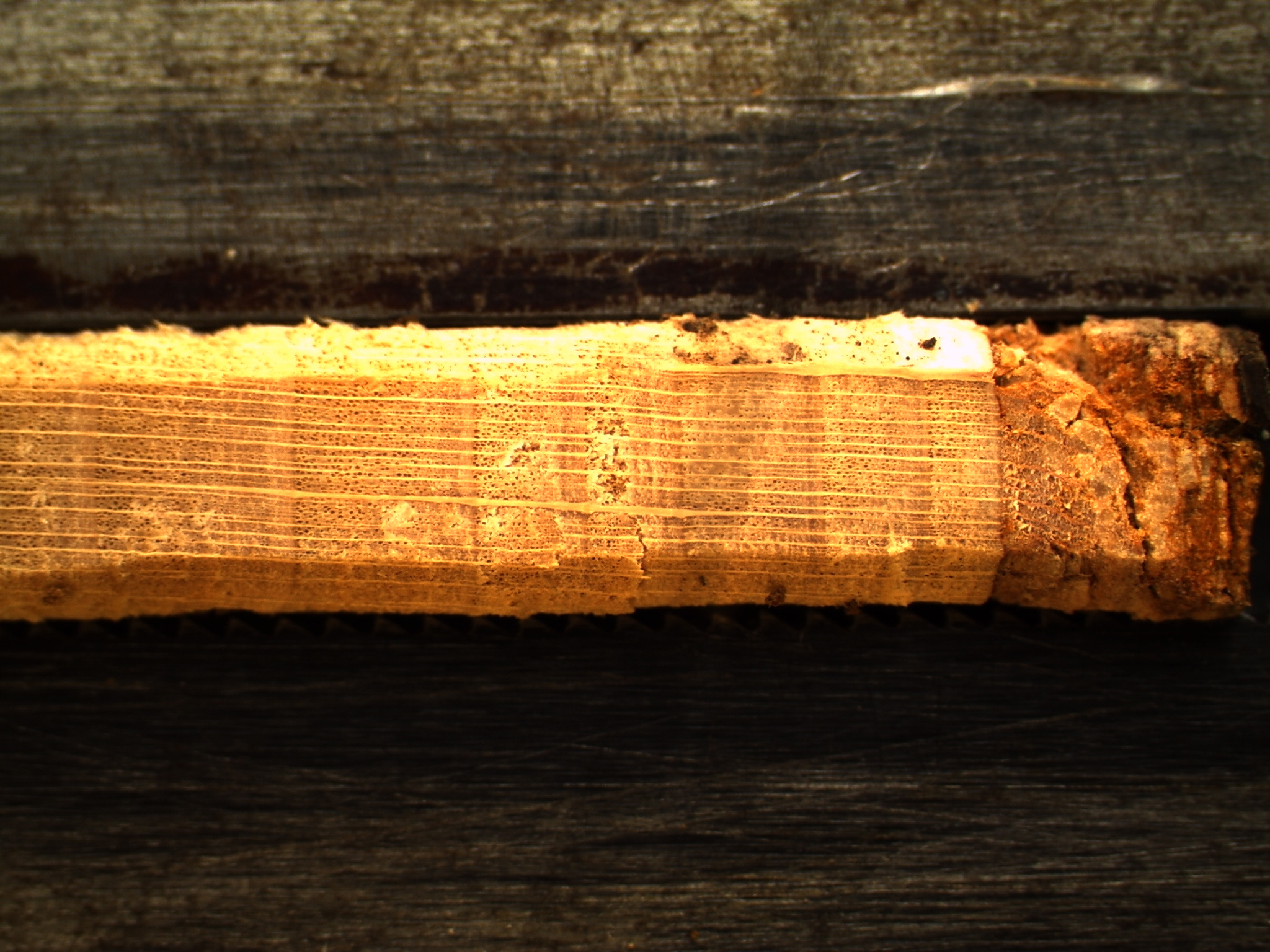 Effects Of Forest Structures On Drought Resilience Of Individual Trees W049 Assistant